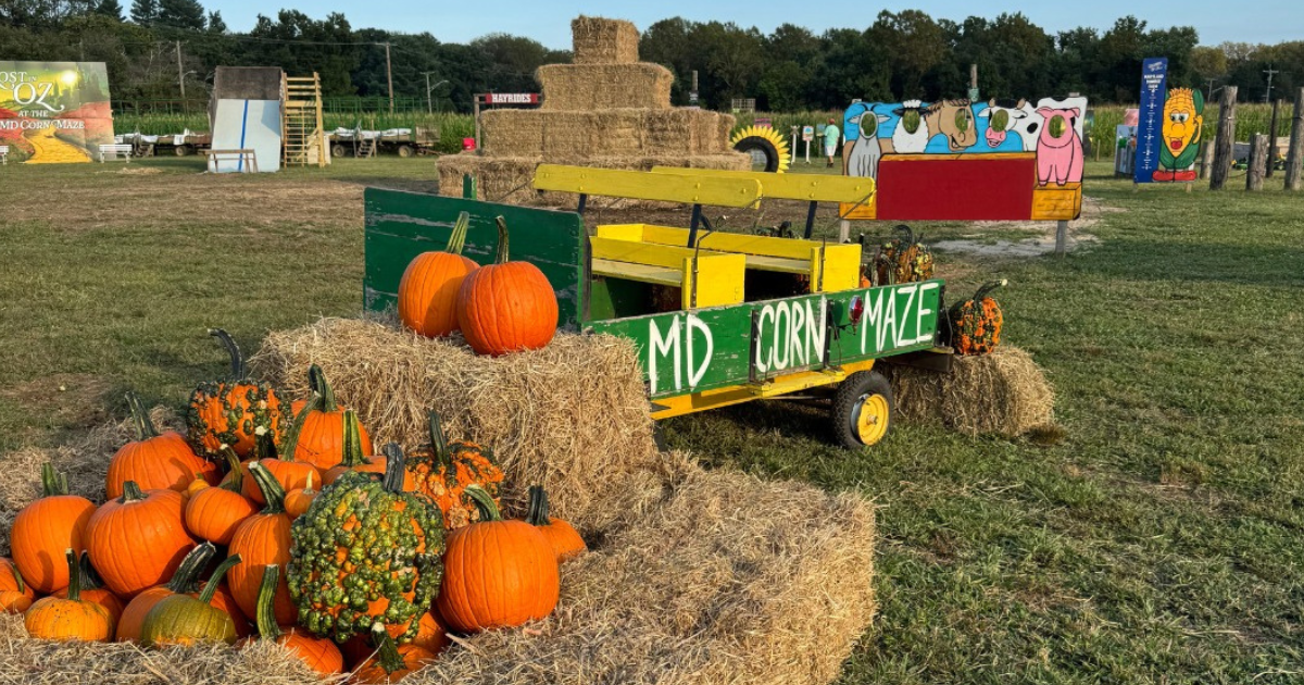 You Must Visit The Maryland Corn Maze This Fall