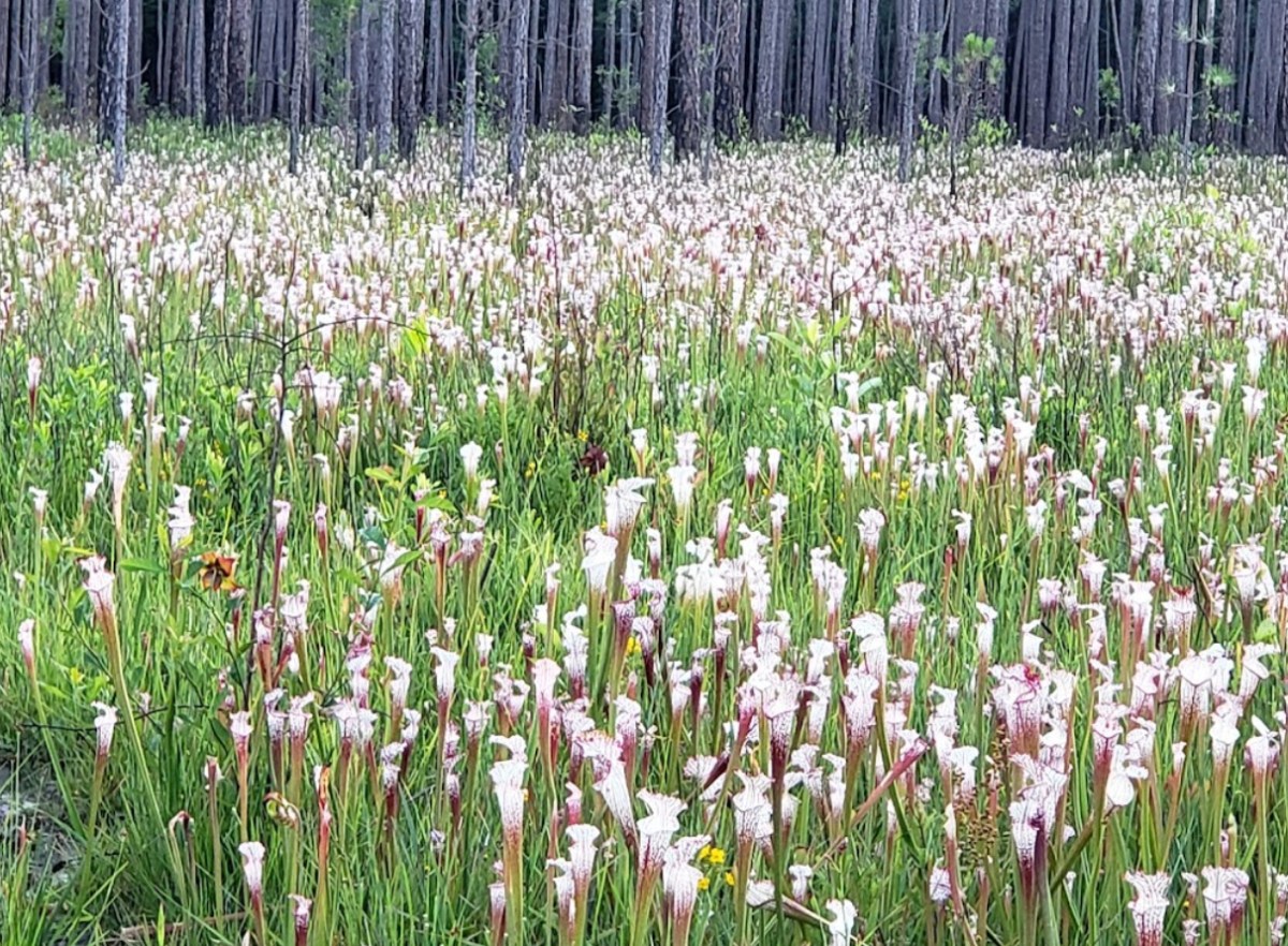 Splinter Hill Bog: A Beautiful Alabama Preserve