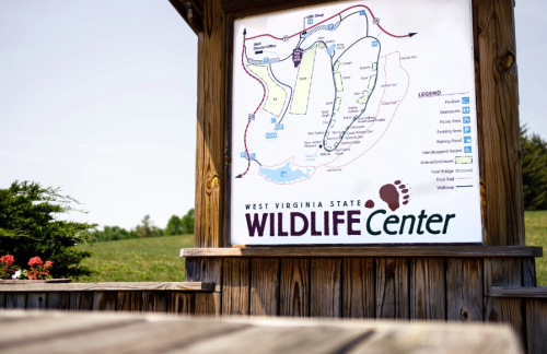See Wolves At The West Virginia Wildlife Center In Upshur County