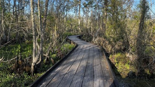 The Trails At Barataria Preserve In Louisiana Are Beautiful
