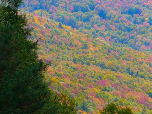 Take A Mountain Coaster Through Fall Foliage In Massachusetts