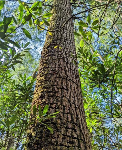 Blanton Forest State Nature Preserve: A Hidden Gem In Kentucky