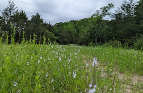 Busiek State Forest Is Perfect For Missouri Nature Lovers