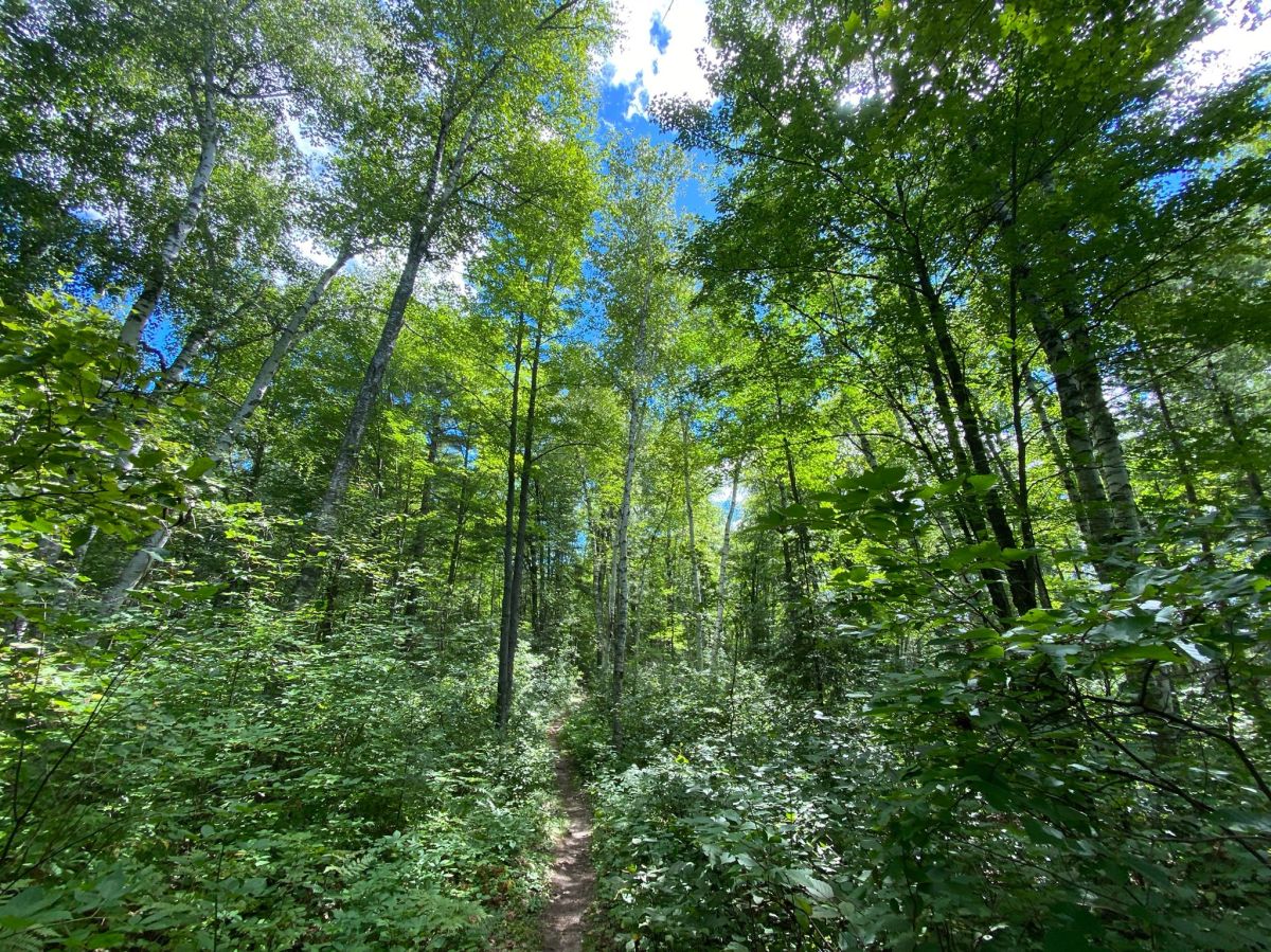 Wisconsin's Largest State Forest Is An Undiscovered Paradise