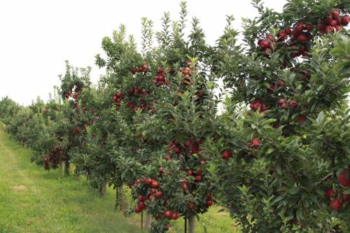 It's Apple Season At Baugher's Orchard & Farm In Maryland