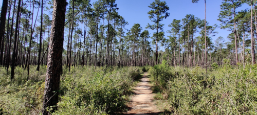 DeSoto National Forest Trails: Tuxachanie Trail