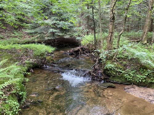 Tiadaghton State Forest Is Perfect For Pennsylvania Nature Lovers