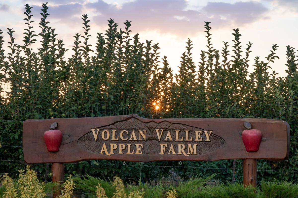 Go Apple Picking In Southern California At Volcan Valley