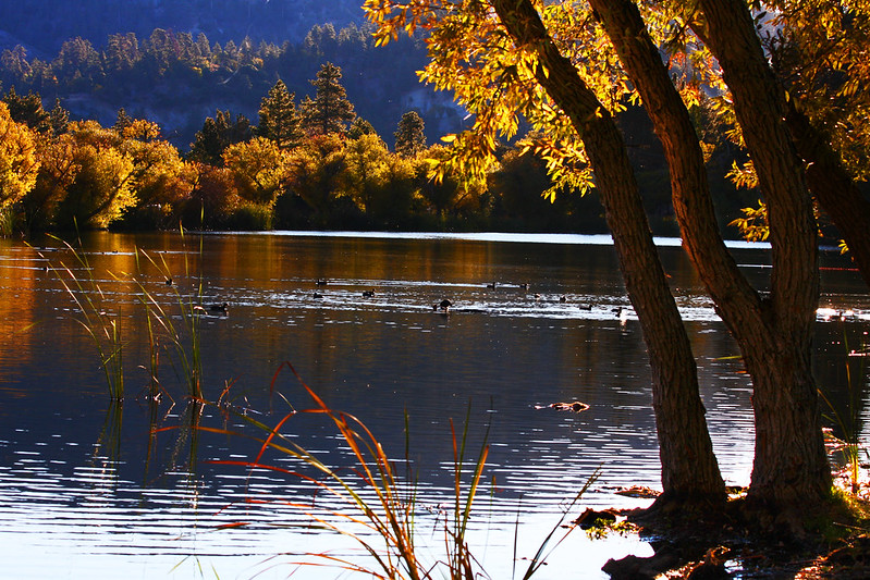 Fall Foliage In Southern California Abounds At Jackson Lake