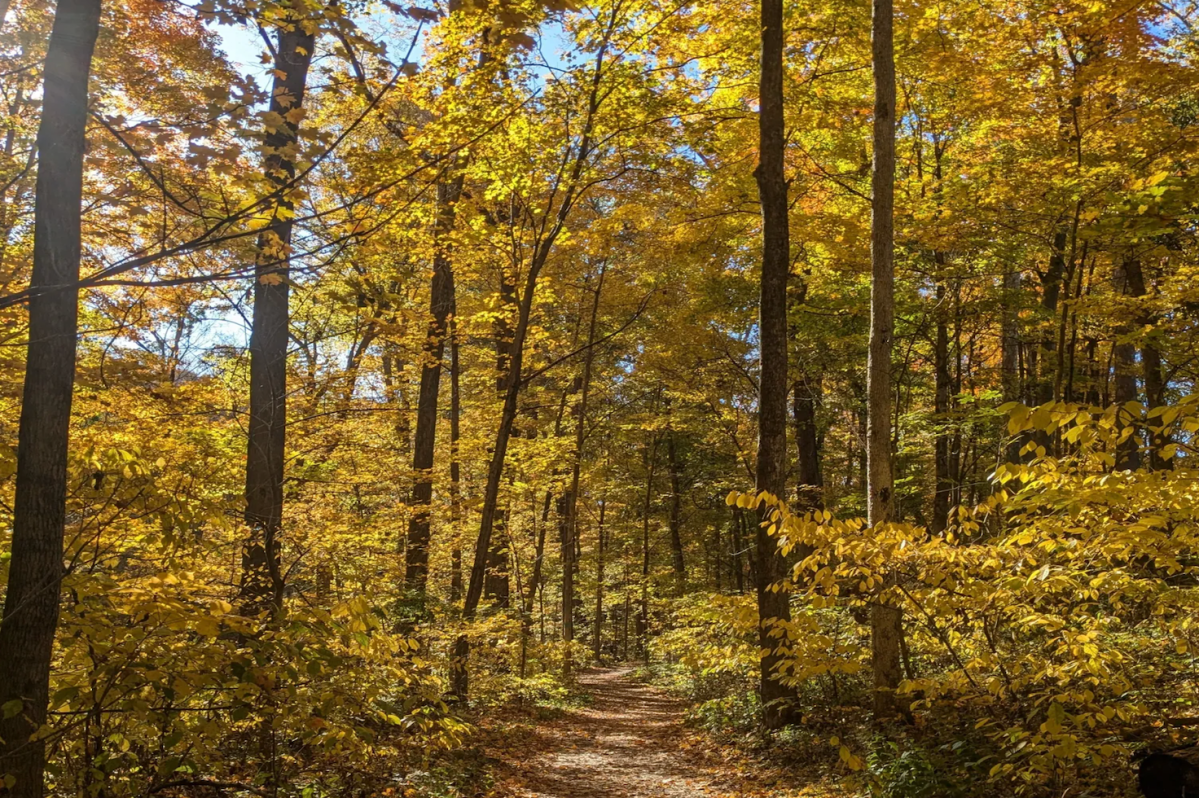 This Is One of the Best Fall Foliage Hikes in Indiana