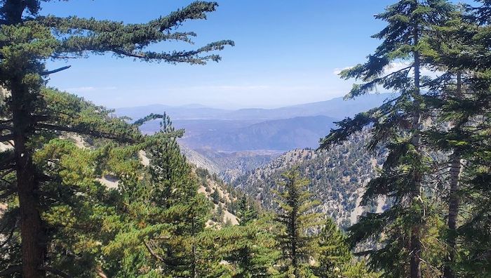 These 5 Forest Trails In Southern California Are An Adventure