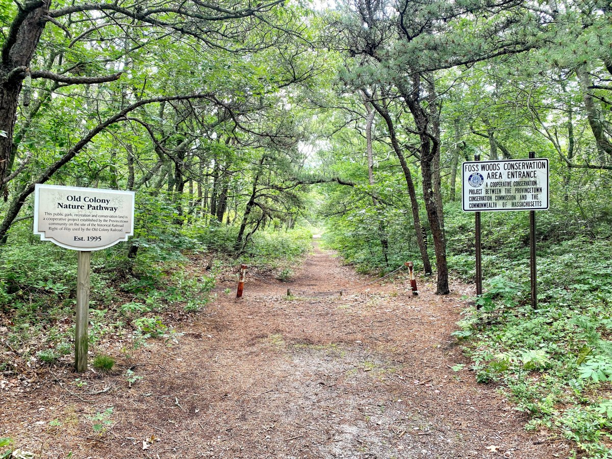 Take A Hike Through A Tunnel Of Trees In Massachusetts