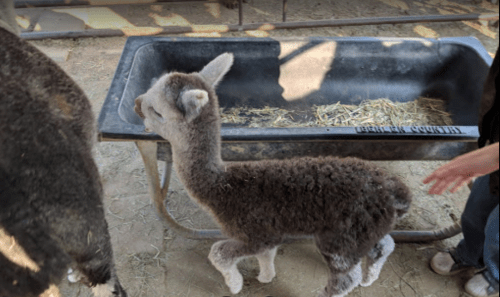 Take An Alpaca Farm Day Trip In Northern California