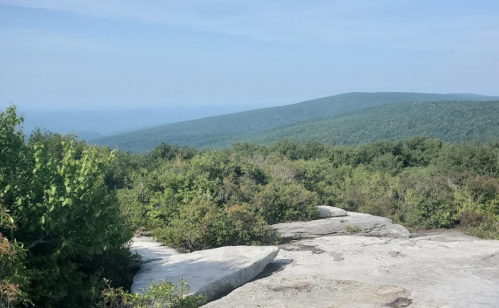 The Channels State Forest: Natural Hidden Gem In Virginia