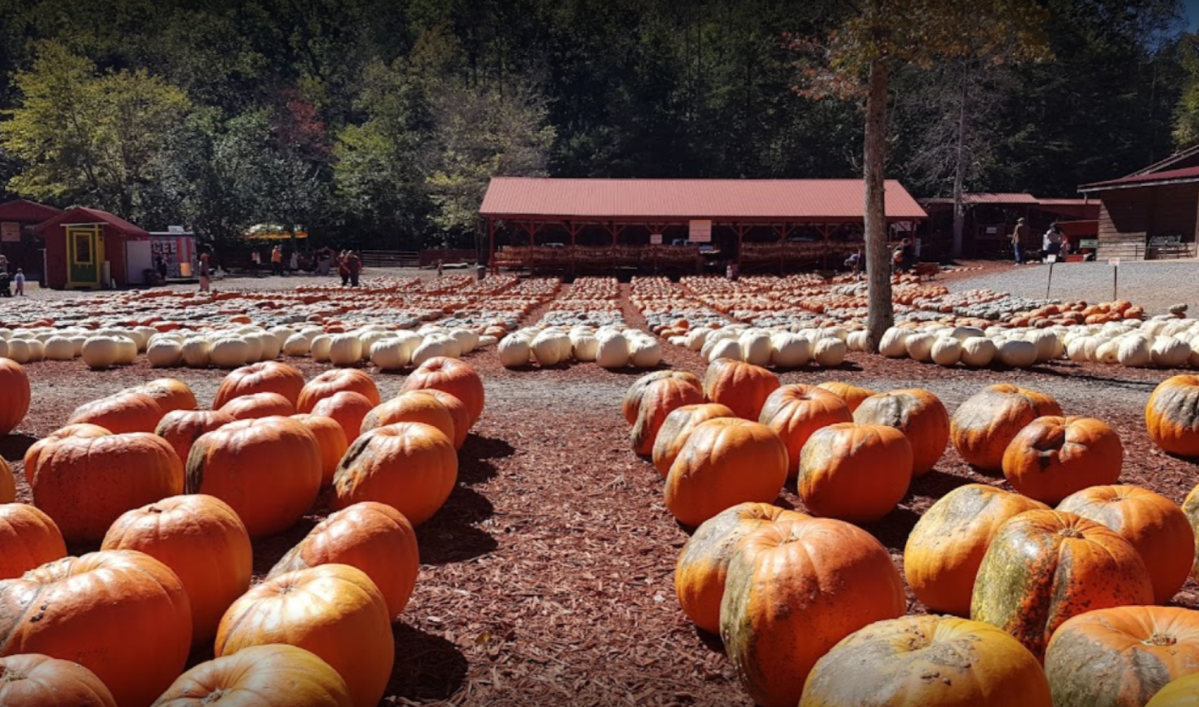 These Pumpkin Patches In Georgia Are So Much Fun