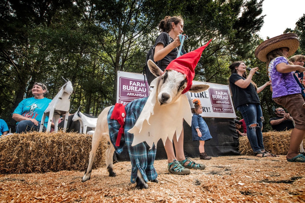 This Quirky Goat Festival In Arkansas Will Be Overflowing With Fun