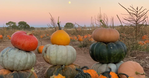 Attend the 7 Best Fall Festivals in Arizona 2025