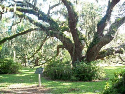 One Of The Oldest Trees In Georgia Is On Jekyll Island