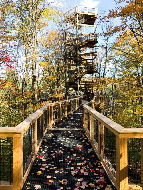 Hike Through The Trees At These Canopy Walks Across America