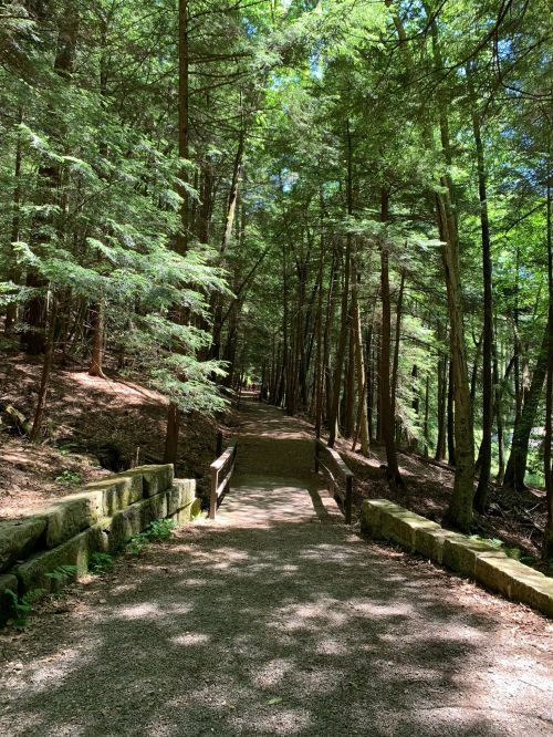 Cross Cook Forest Swinging Bridge On An Epic Adventure