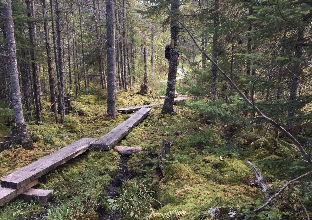 The New Hampshire State Park Where You Can Hike Across Wooden Bridges ...