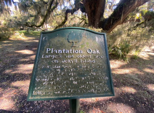 One Of The Oldest Trees In Georgia Is On Jekyll Island