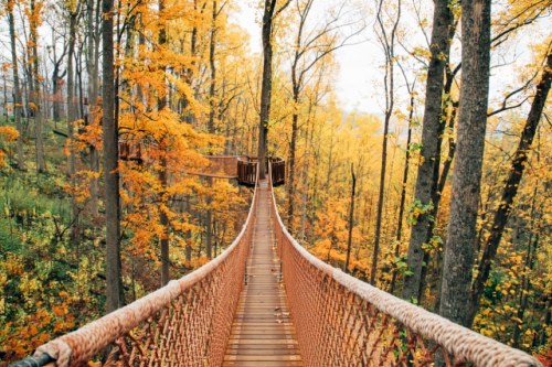 See Tennessee's Fall Foliage In The Smokies On A Gondola Ride
