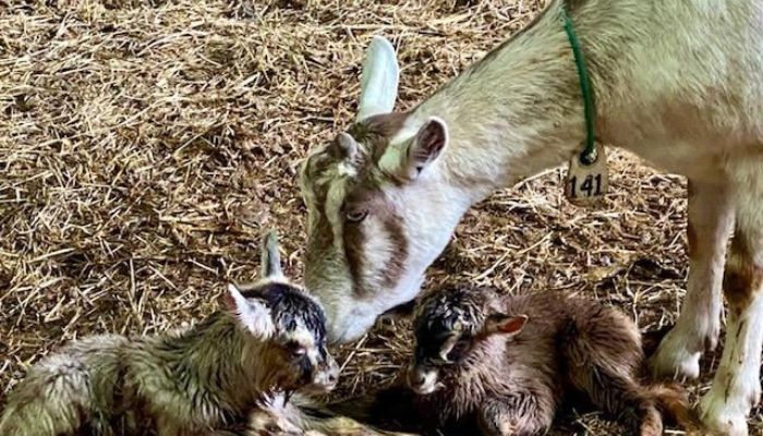 You'll Fall In Love At This Bed And Breakfast On A Goat Farm