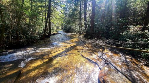 Hike An Old Growth Forest On The Virgin Hemlock Trail In WV