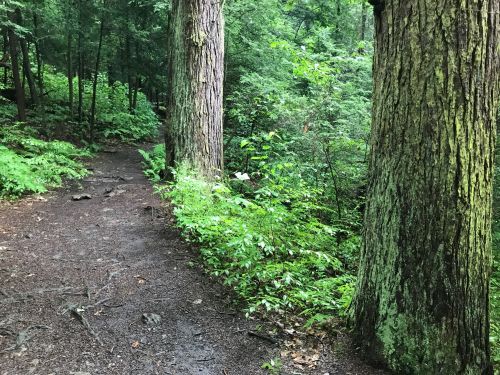 Hike An Old Growth Forest On The Virgin Hemlock Trail In WV