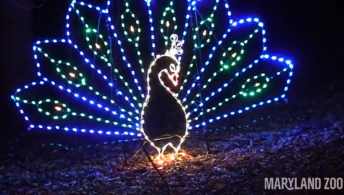 See Animal-Themed Christmas Lights At The Maryland Zoo