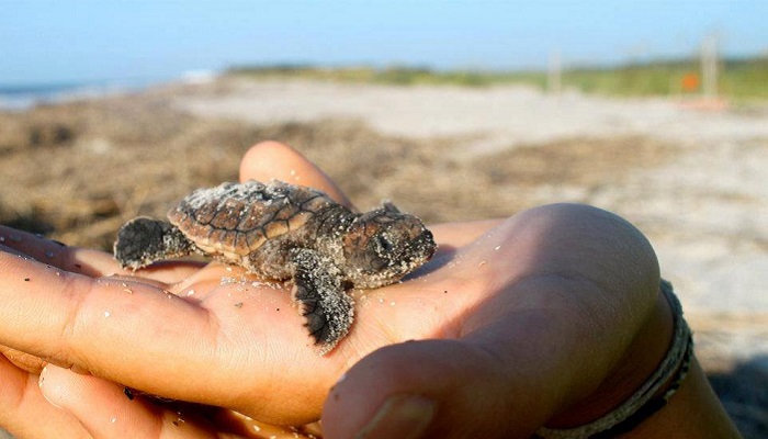 Take An Amazing Beach-Themed Day Trip In South Carolina