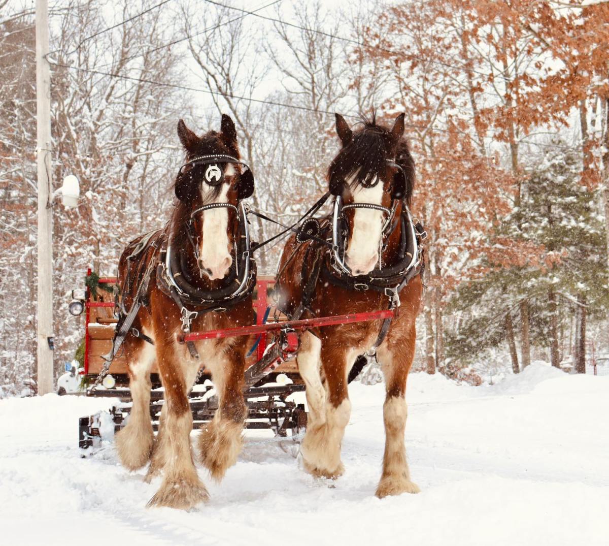This 30-Minute Rhode Island Sleigh Ride Is Magical