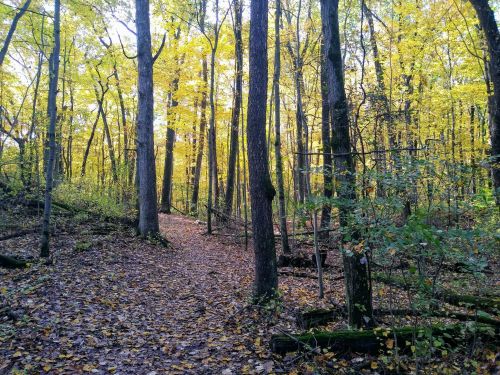 Lakefront Hiking Trail In MI: Hidden Lake Gardens Loop Trail