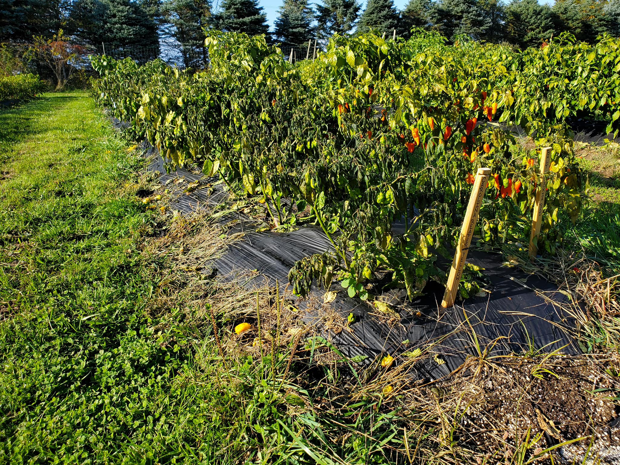 Spanning 11 Greenhouses And 500 Varieties, The World’s Largest Chile ...