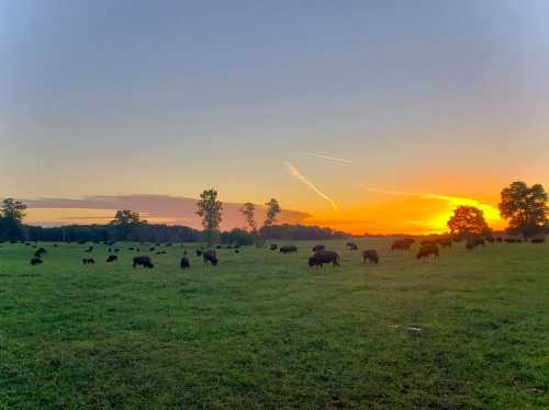 The Amazing Preserve Where You Can See Wild Buffalo In Indiana