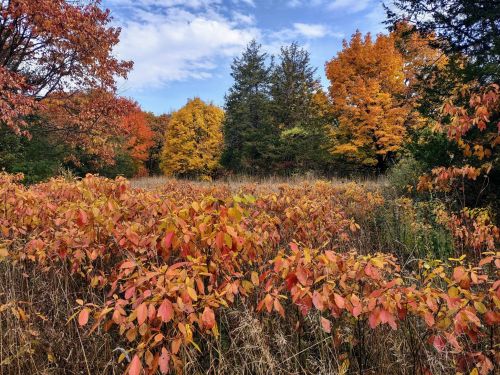 Lakefront Hiking Trail In MI: Hidden Lake Gardens Loop Trail