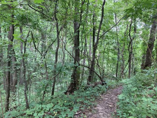 Lakefront Hiking Trail In MI: Hidden Lake Gardens Loop Trail