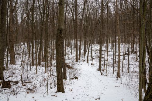 Lakefront Hiking Trail In MI: Hidden Lake Gardens Loop Trail