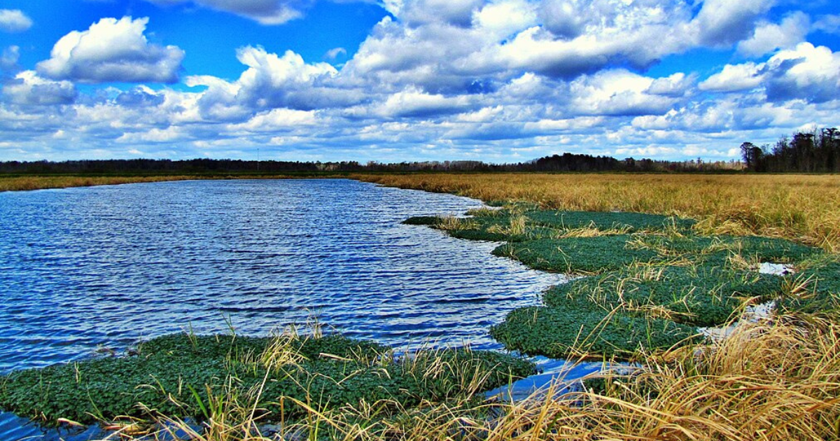 Is Georgia a Good Place to Live? 12 Reasons to Move to GA