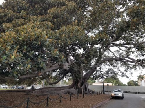 Discover the Historic Moreton Bay Fig Tree in Santa Barbara