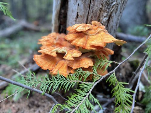 Visit The Metaline Falls Caves At Crawford State Park In WA
