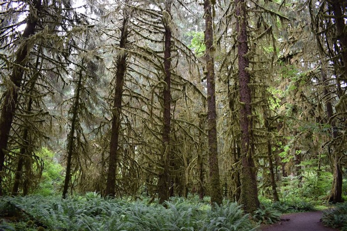 This Washington Rain Forest Feels Like A Harry Potter Scene