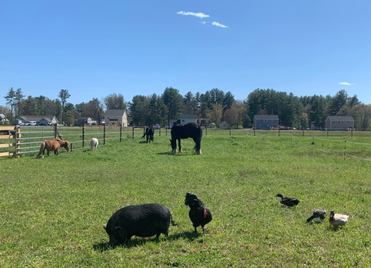 Enjoy A Visit To This Animal Sanctuary In Massachusetts
