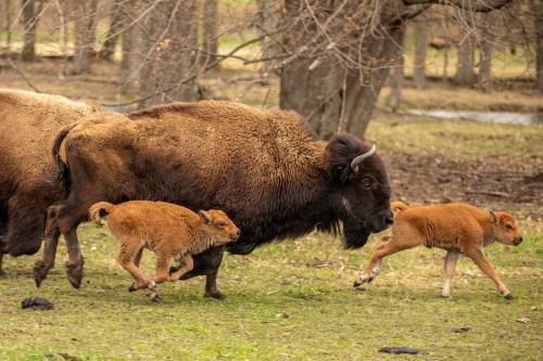 The Amazing Preserve Where You Can See Wild Buffalo In Indiana