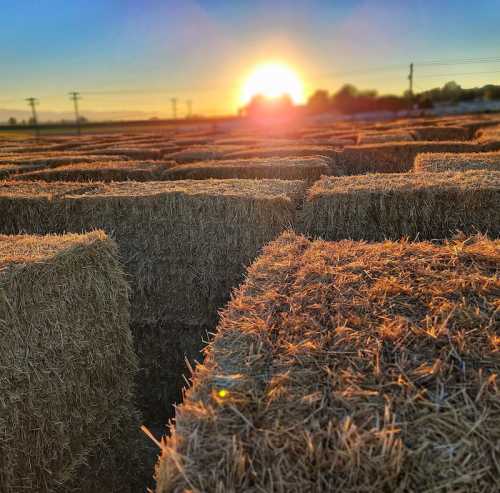 A Christmas Lights Maze Is Coming To Nampa, Idaho