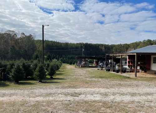 Gilbert Christmas Tree Farm In Alabama Is Truly Massive