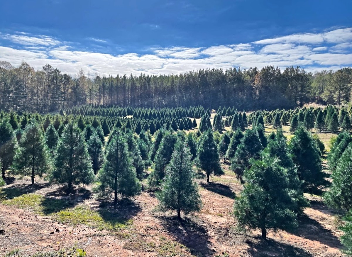 Gilbert Christmas Tree Farm In Alabama Is Truly Massive