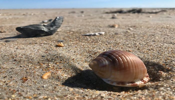 Hunt For Seashells On The Beautiful And Easy Cape Lookout National ...