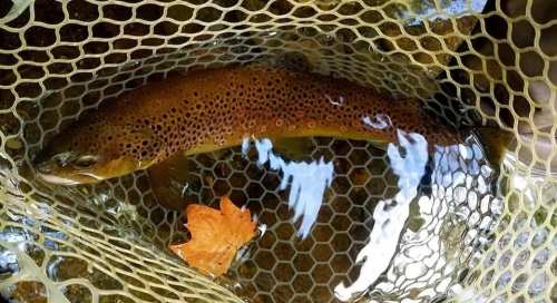 Enjoy An Unforgettable Adventure In North Carolina's Trout Waters